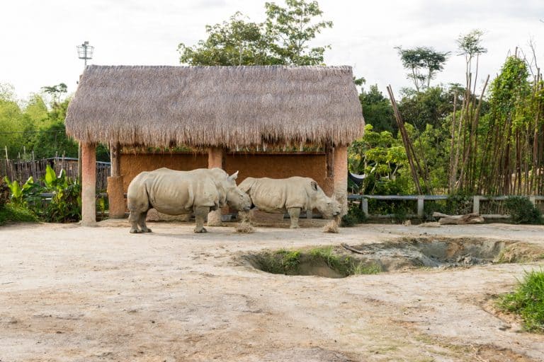 Precio Entradas Bioparque Ukumarí | ¿Cuánto cuesta entrar?