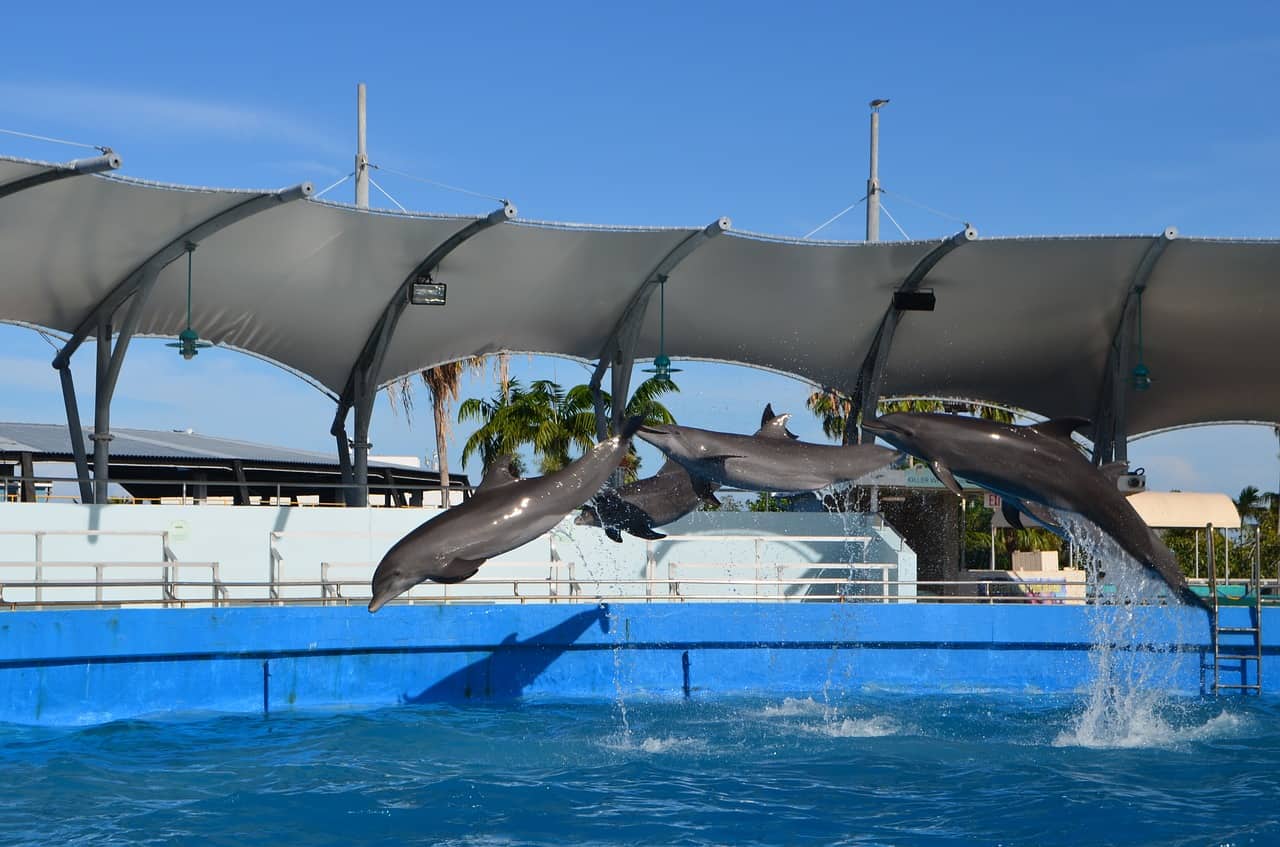 Precio Entradas Miami Seaquarium | ¿Cuánto cuesta entrar?