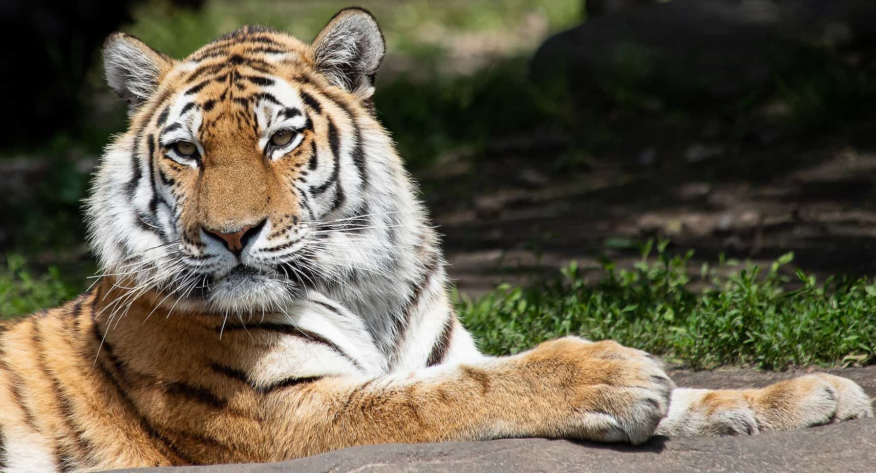 Precio Entradas Bioparque Temaikèn | ¿Cuánto cuesta entrar?