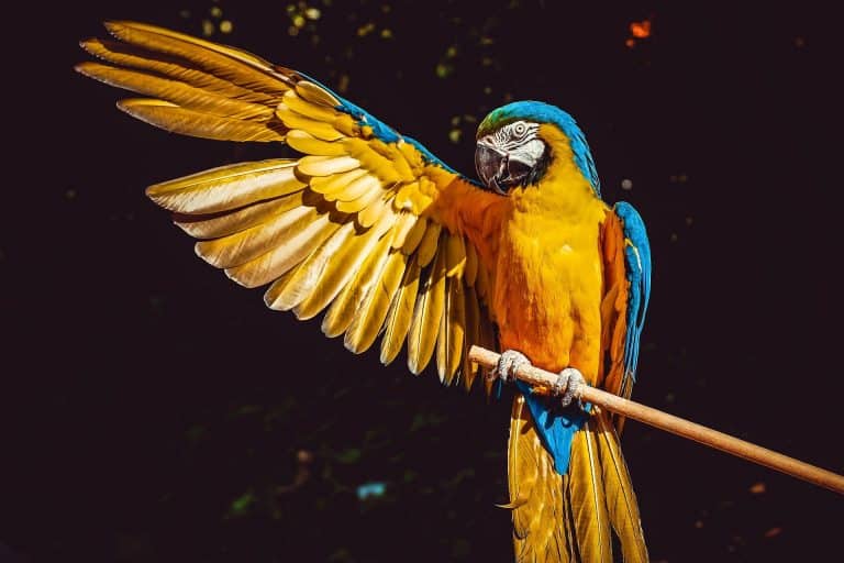 Animales de Brasil | Los 10 animales más característicos de Brasil